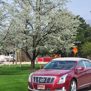 Replacement® Driver Side Engine Splash Shield REPC310166